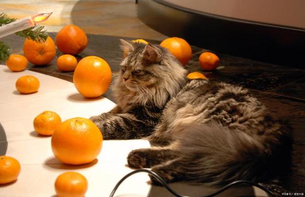 猫可不可以吃柚子图标