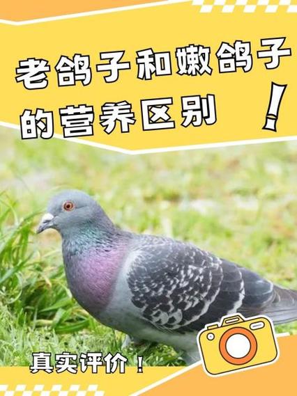新鸽子和老鸽子的区别图标