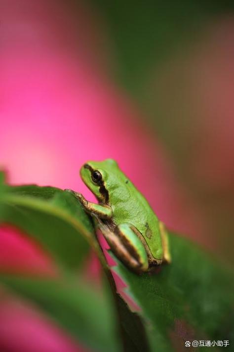 老蛙100mm f2.8微距