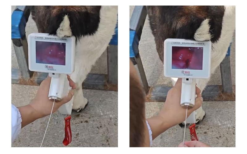 羊怎么人工授精视频教程图标