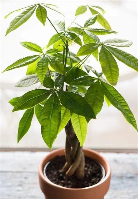 怎样种植发财树视频教程截图