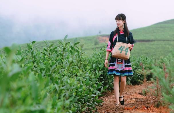 红茶姑娘作品集图标