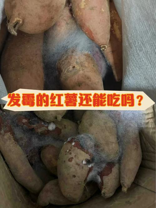 煮红薯为什么会破皮图标