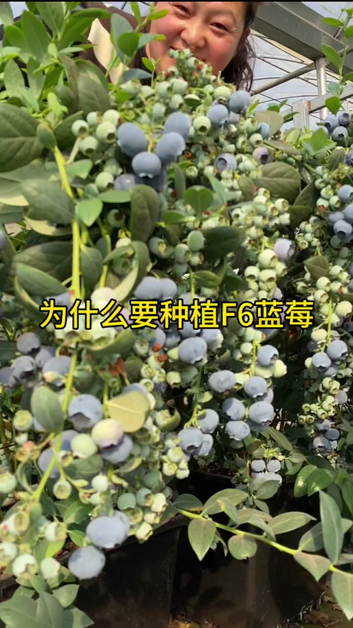蓝莓哪个品种好截图
