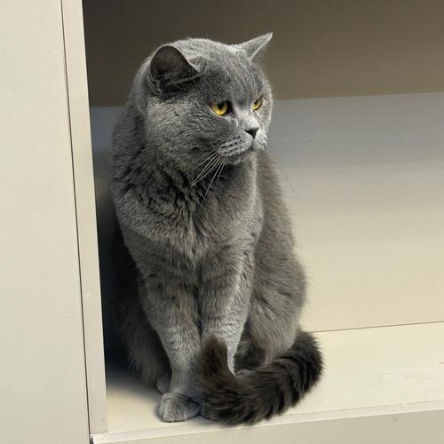 一只爱躲猫猫的猫截图
