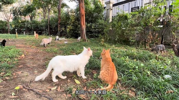 流浪猫的生活图标