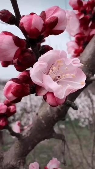 杏花的形状图标