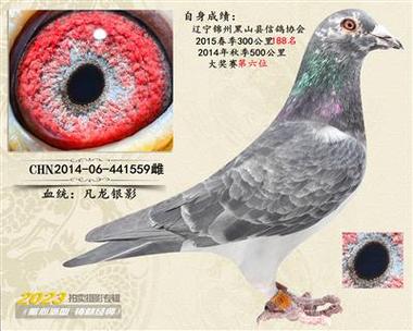 凡龙鸽系的历史截图