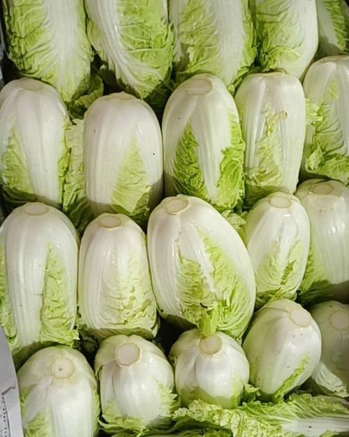 金丝雀半截白菜图标