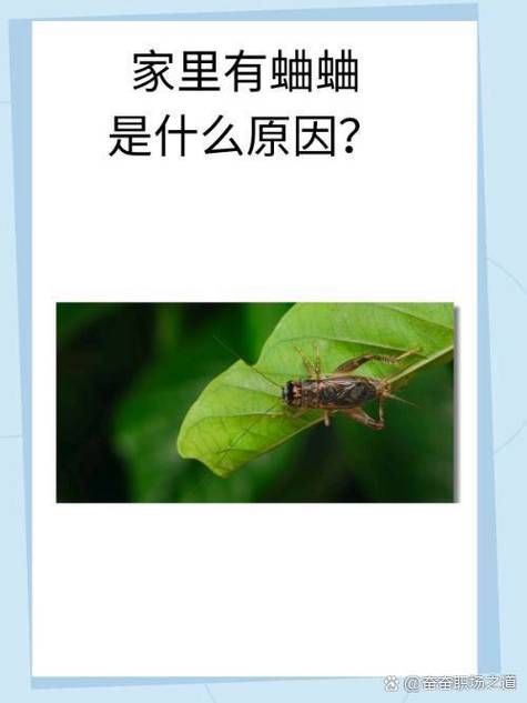 家里有蛐蛐寓意图标