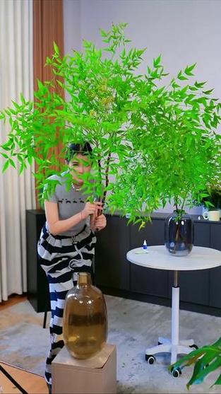 能水培的植物有哪些截图