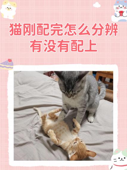聊猫是什么意思缩略图
