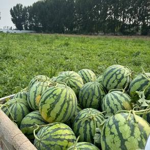大西瓜小西瓜图标