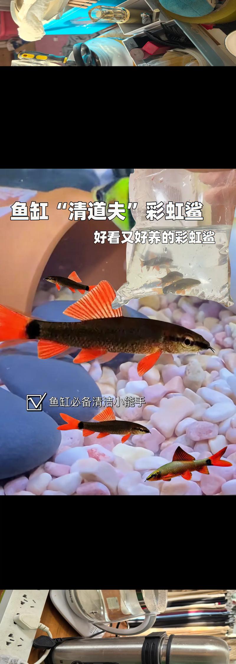 鲨鱼怎么处理干净图标
