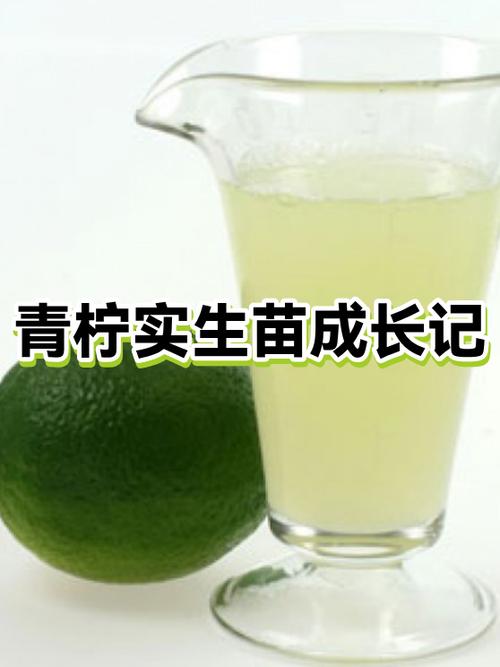 青柠时光的意思图标