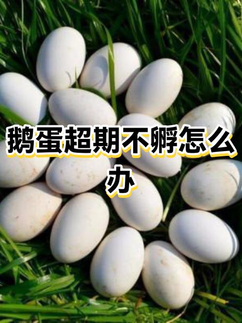 鹅蛋孵化30天不破壳怎么办截图