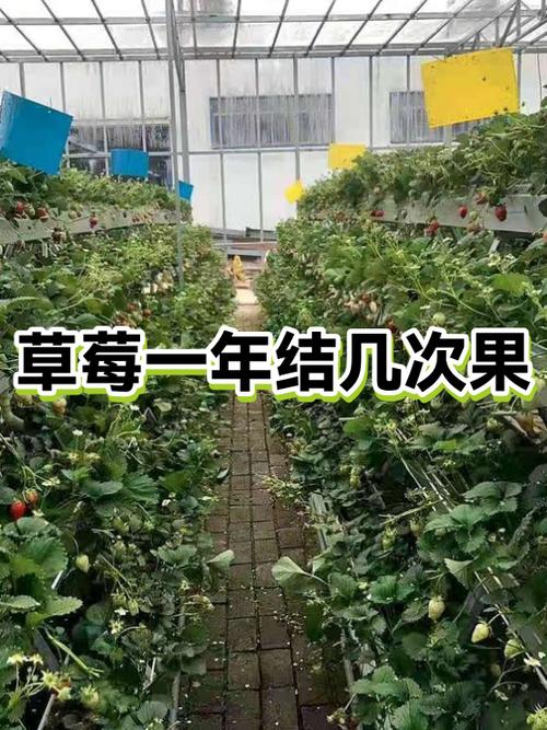 草莓一年接几回截图
