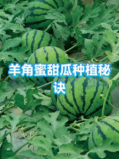 甜瓜35.5(作弊菜单)图标