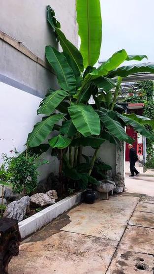 庭院种芭蕉树大忌图标