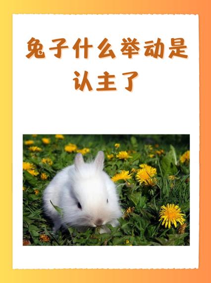 兔子会认主人吗图标