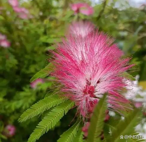 繁花百科图标