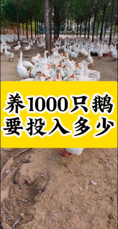 养一千只鹅国家补助多少