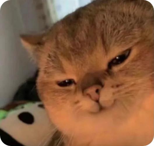 嘲笑猫表情包缩略图