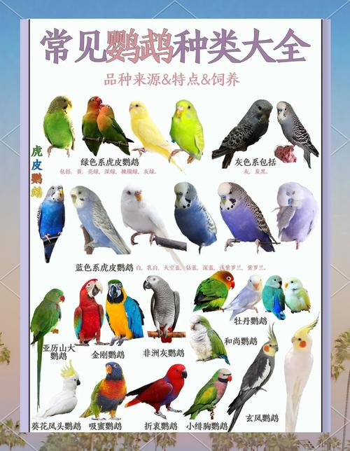 一条鹦鹉鱼能活多久图标