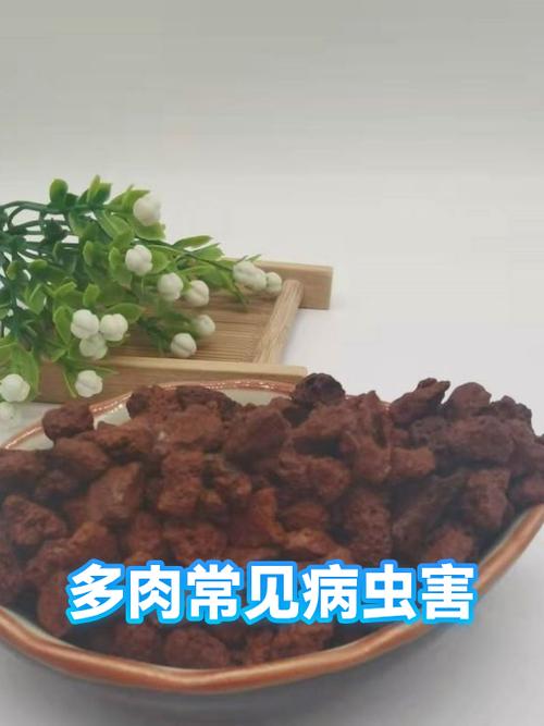 多肉有小白虫用什么药图标