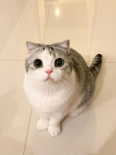 猫咪泡芙视频截图