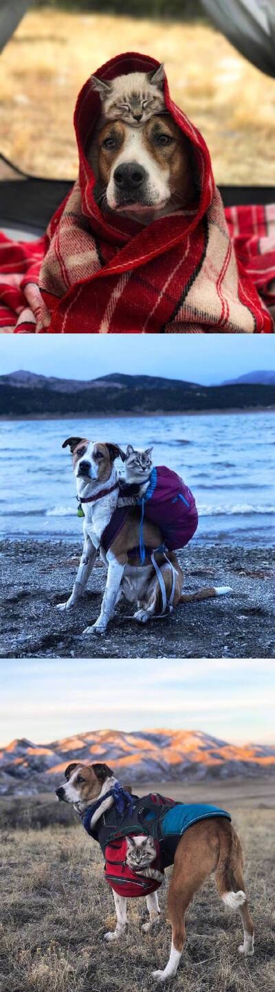 猫狗旅行截图