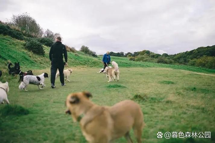 早上遛狗图标