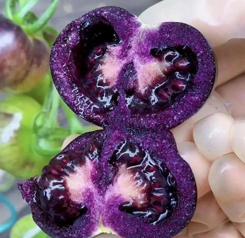 紫色番茄的害处和好处图标