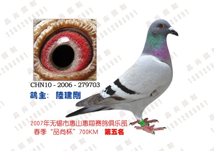 各地赛鸽俱乐部图标