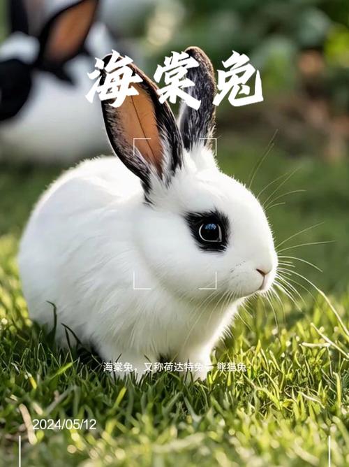 映兔是干嘛的图标