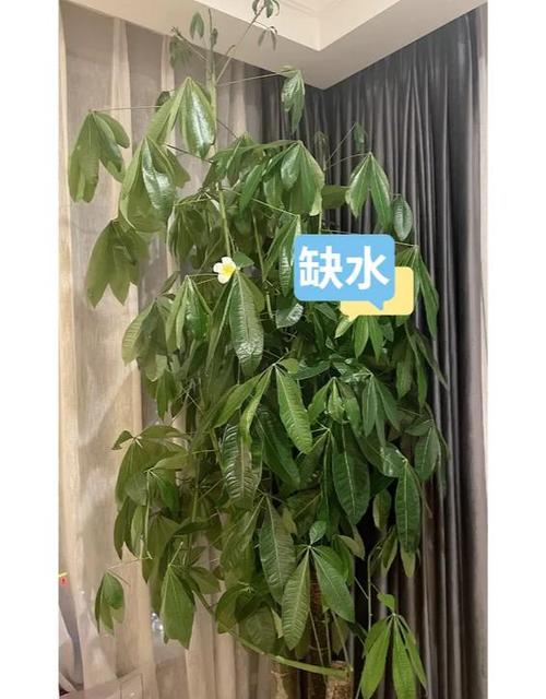 发财树被冻了还能活吗图标