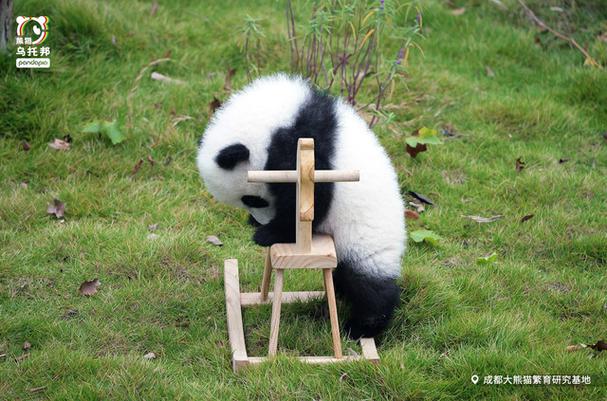 熊猫脑洞小说app图标