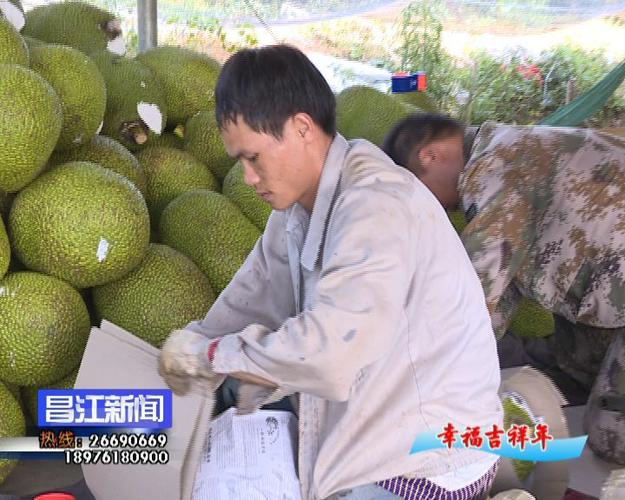 带壳菠萝蜜多少钱一斤缩略图