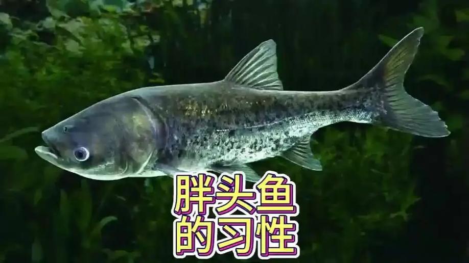 胖头鱼还叫什么名截图