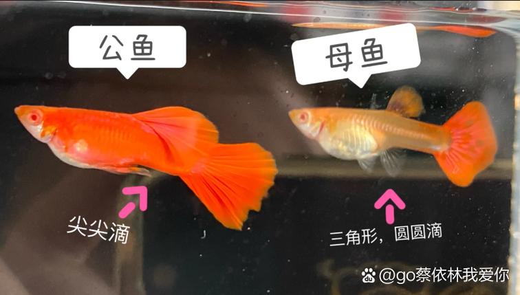 孔雀鱼没有公鱼能繁殖吗图标