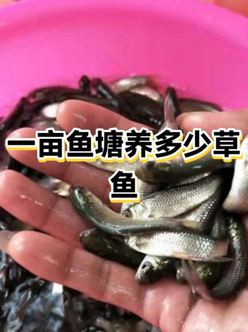 每亩鱼塘可以养多少草鱼图标