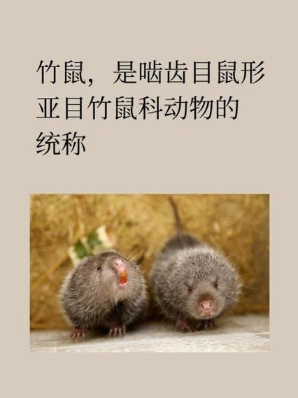竹鼠的禁忌