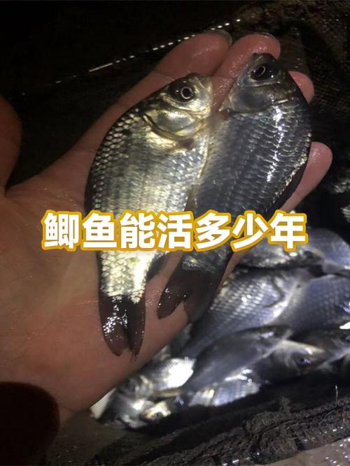 鲫鱼寿命一般多少年图标