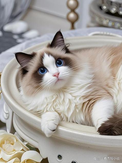 十大最漂亮的猫图标