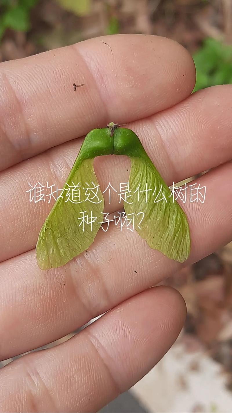 网易1.21一棵树孤岛生存种子