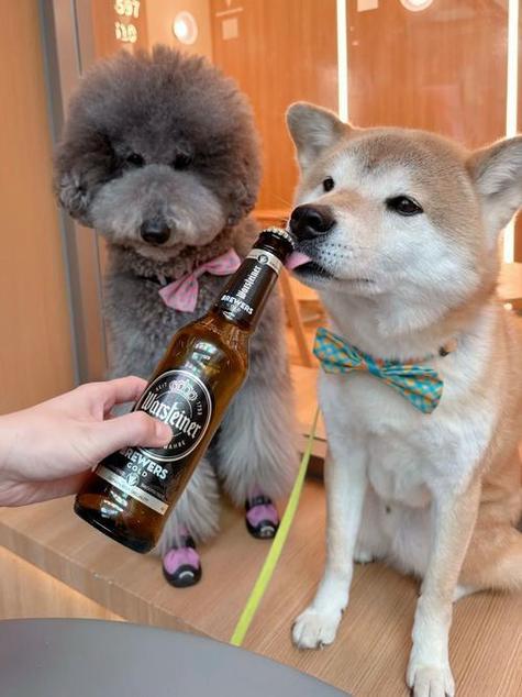 狗狗喝了一点酒有事吗图标