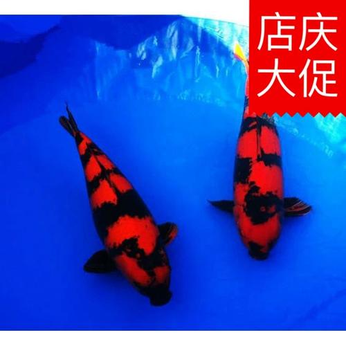 绯写锦鲤好养吗图标