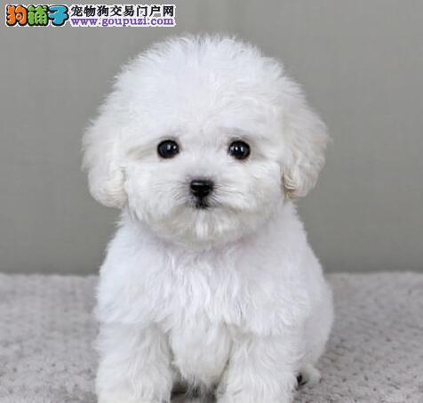 泰迪熊是什么狗图标