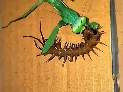 昆虫vs昆虫图标