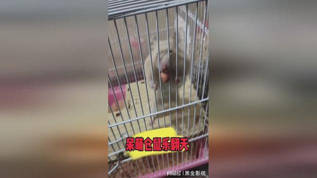 哈哈萌鼠仓鼠过山车图标